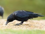 Yes, It's Possible To Befriend A Crow, Here's How