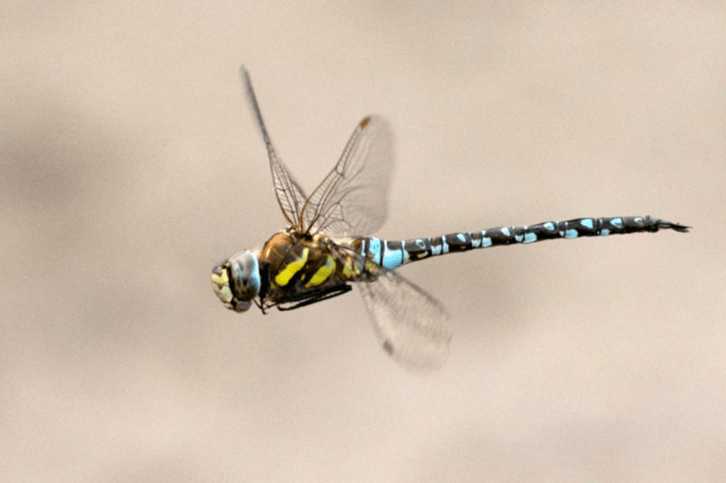 Beach Taken Over by ‘Apocalyptic’ Cloud of Dragonflies in Wild Video