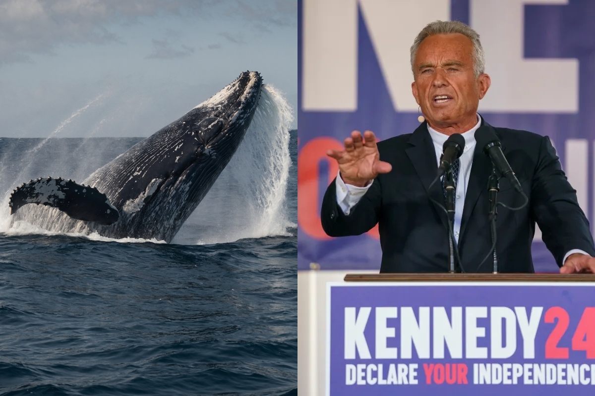 Horrifying Story About RFK Jr. Beheading Whale Resurfaces