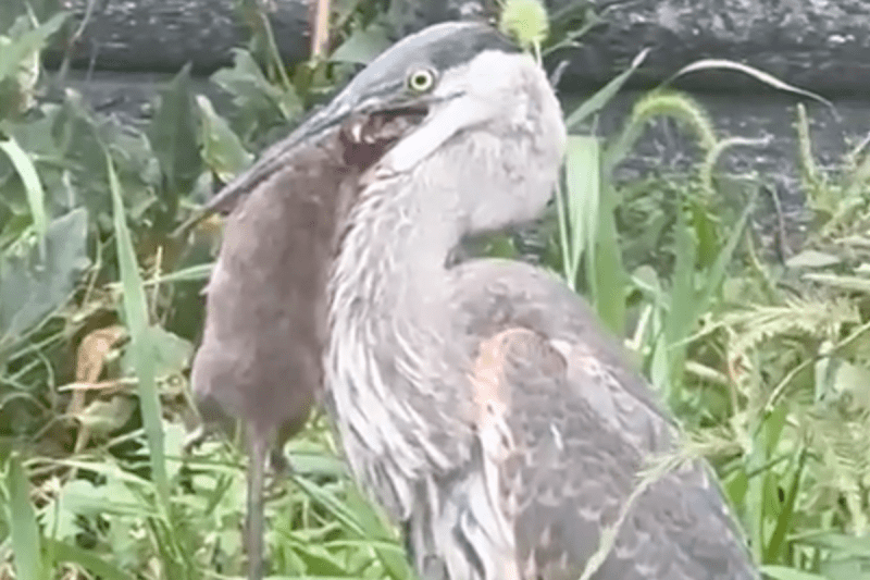 Great Blue Heron Swallows NYC Rat Whole in Shocking Video