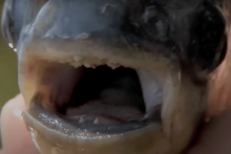 'Invasive' Nightmare Fish With 'Human Teeth' Discovered in Lake