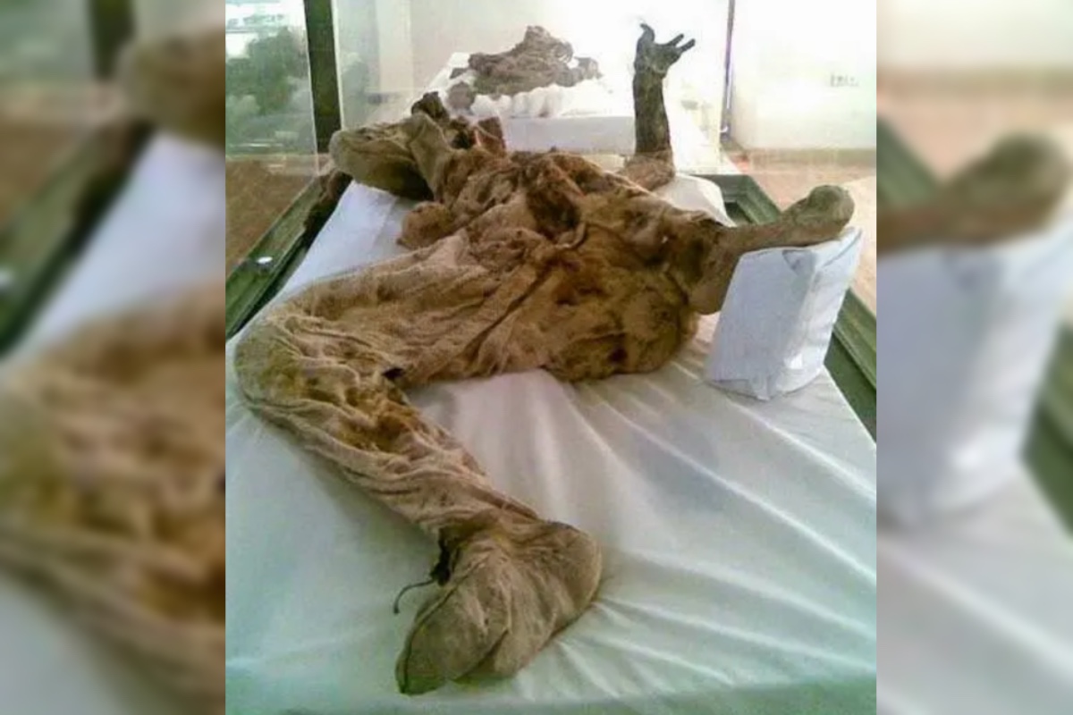 Mummies Dubbed ‘Saltmen’ Seen for First Time in New Photos