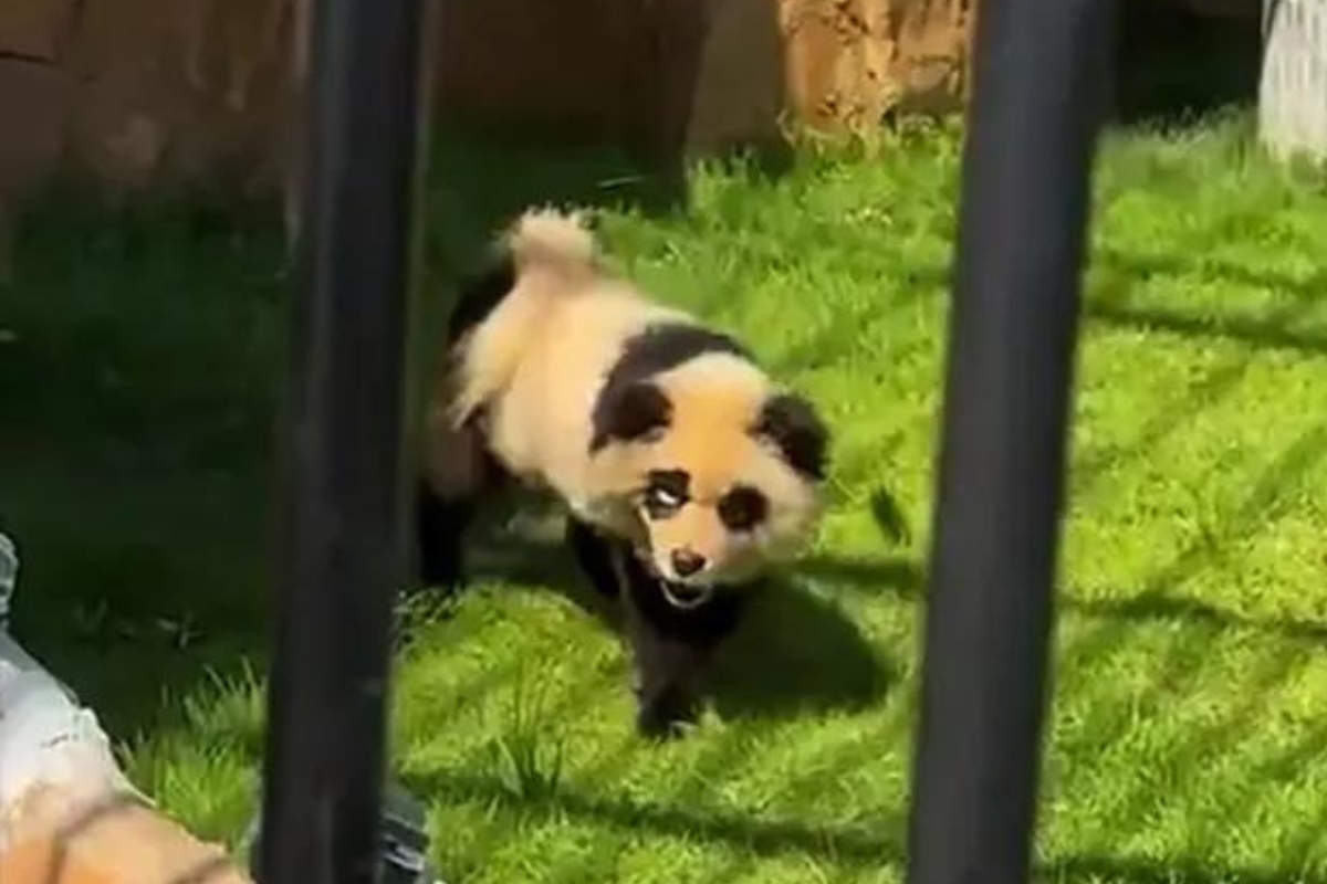 Zoo Sparks Outrage After Putting Painted Dogs in Panda Exhibit