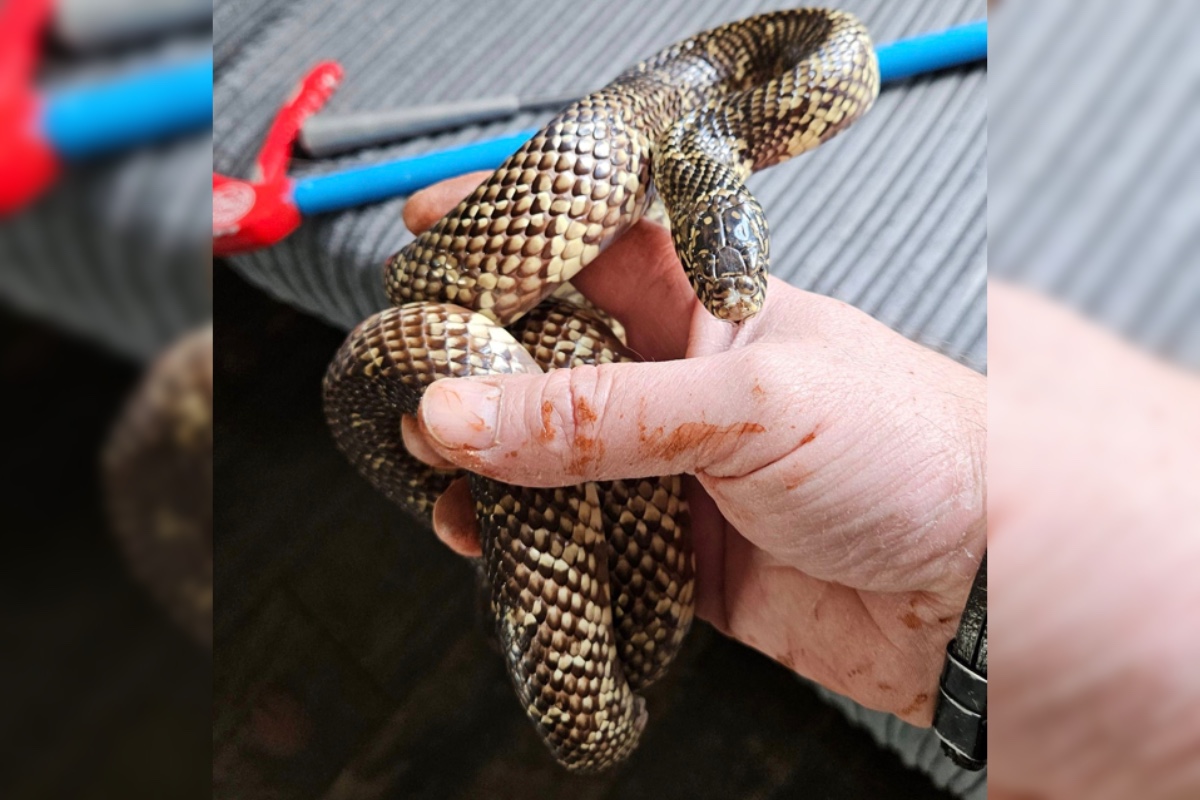 Family Horrified as Large Snake Crawls Out of Couch