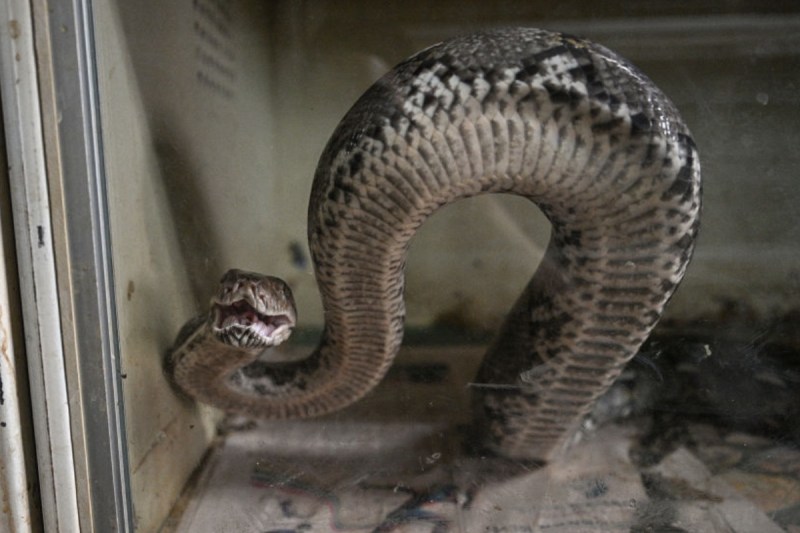 Family Horrified as Large Snake Crawls Out of Couch