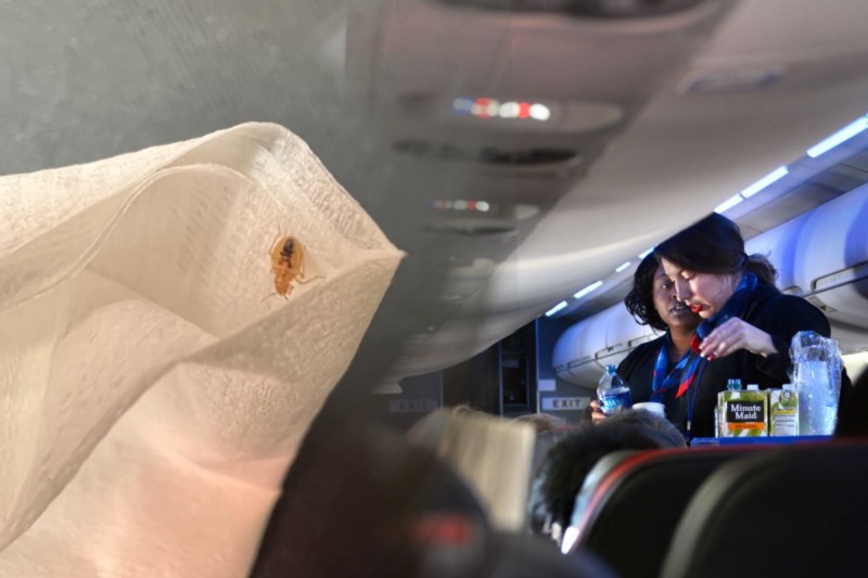 Passenger Finds Bed Bug Climbing Leg During 'Nightmare' Flight