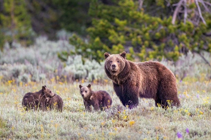 Experts Fighting Grizzly Bear Problem With Drones That Blast Heavy ...