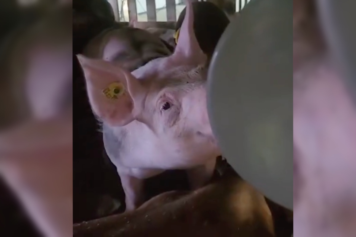 Flight Carrying 100 Pigs Forced to Make Landing Due to Stench