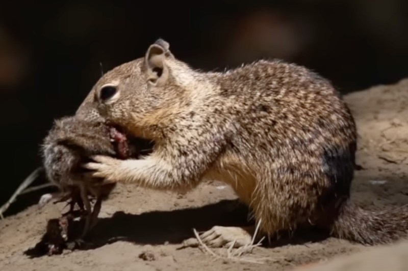 Photos Show California Squirrels Eating Meat, 'Shocking' Scientists