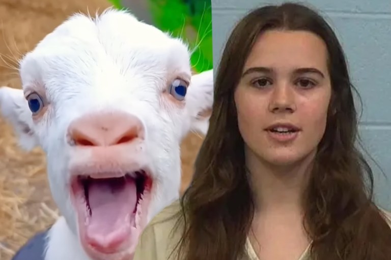 Texas Teen Arrested for Fatally Poisoning Classmate's Show Goat