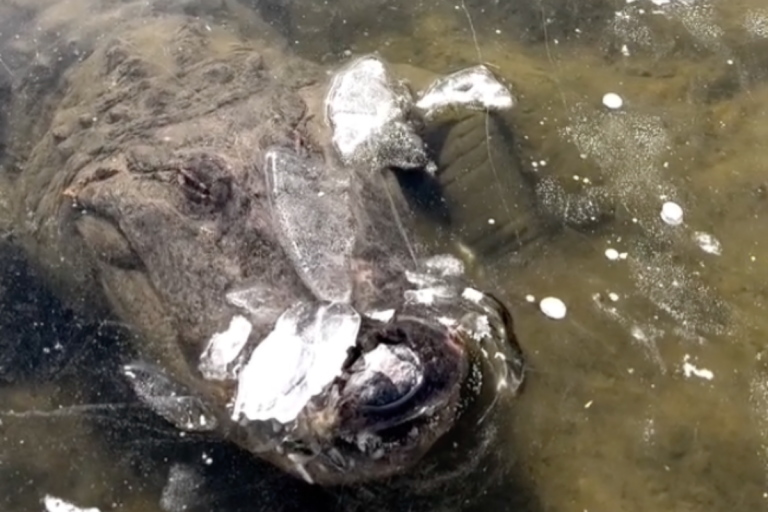 Video: Alligator Becomes Frozen Under Ice in Incredible Sight