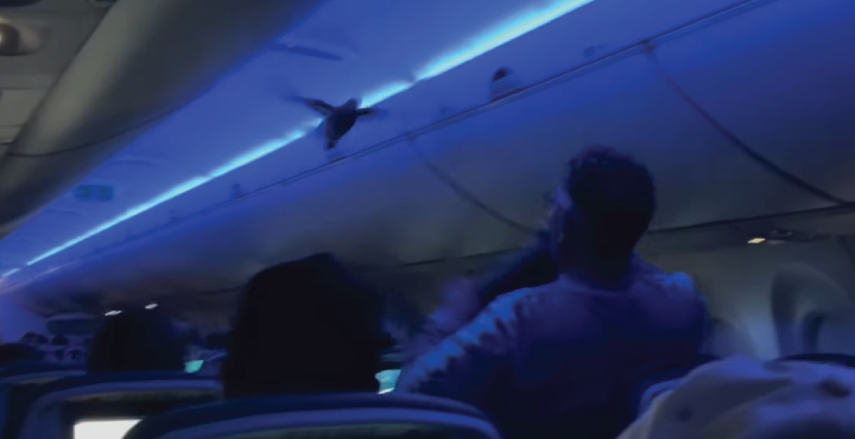 Chaos Erupts On Delta Air Lines Flight As Pigeons Storm Cabin