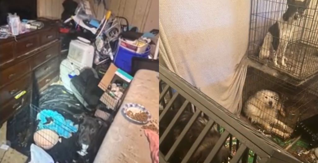Couple Arrested After Baby Found Living With Rotten Goat