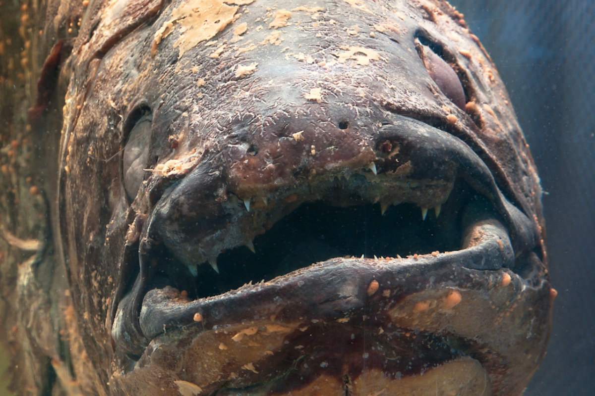 Photo Captures ‘Living Fossil’ Fish Believed Extinct for 70 Million Years