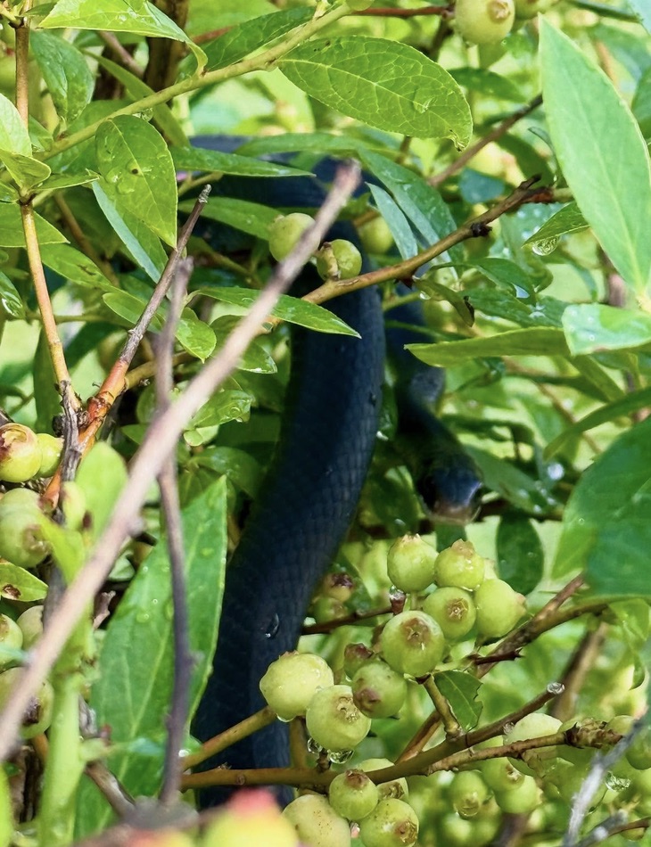 Snake Surprises 'American Idol' Judge Carrie Underwood in Her Orchard