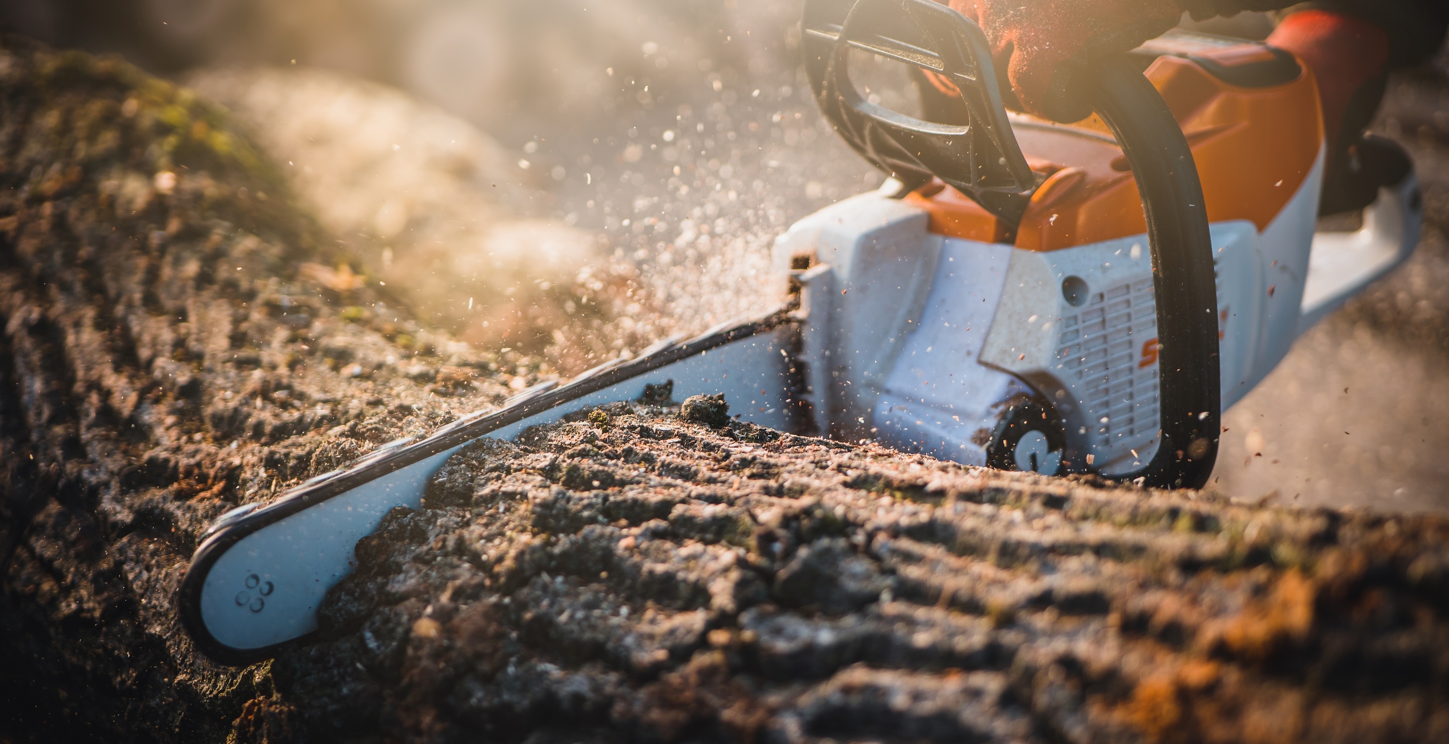 Michigan Teen Worker Cutting Tree Dies After Accidentally Slicing His ...