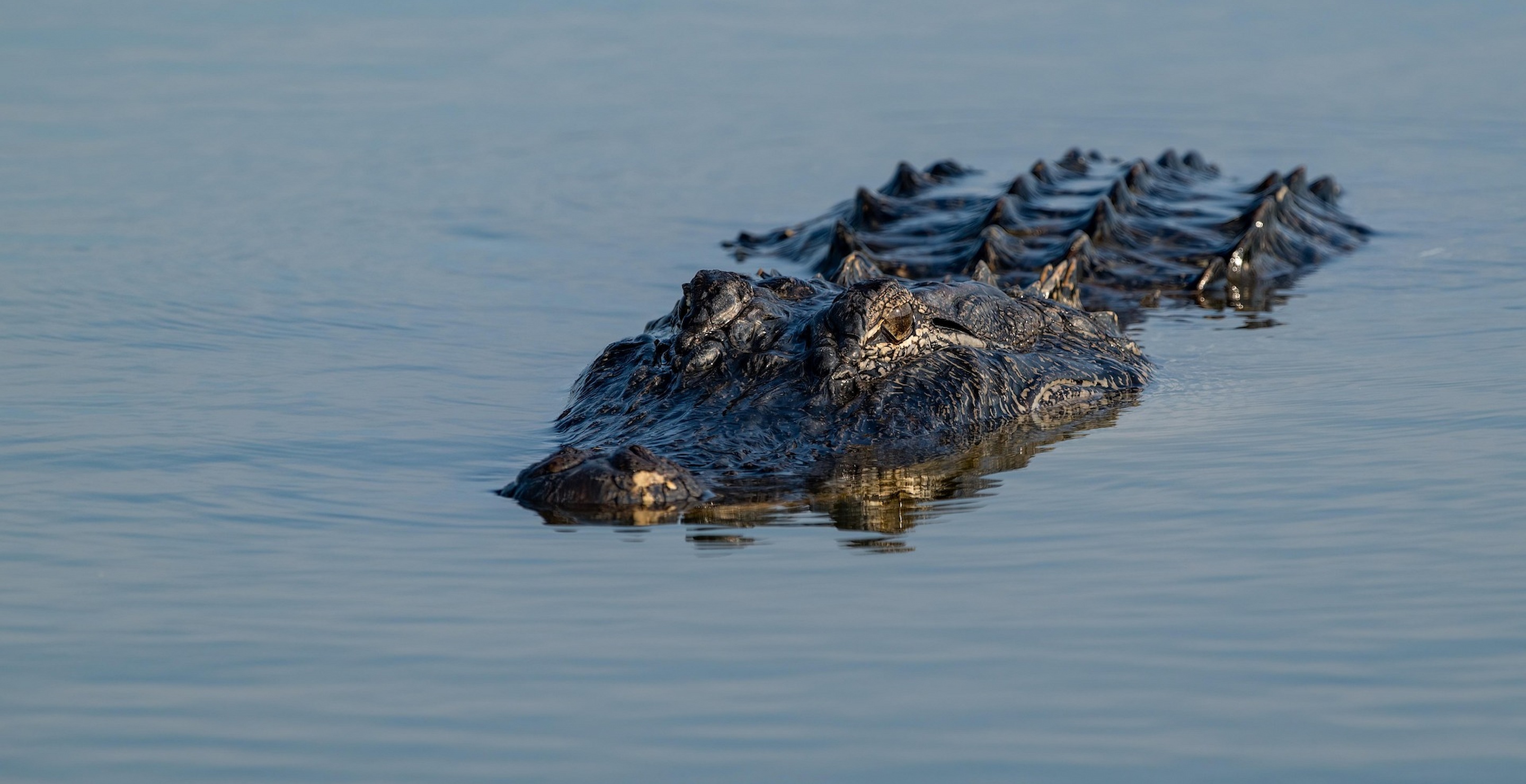 Woman Survives After Alligator Bites Her Hand and Drags Her Underwater