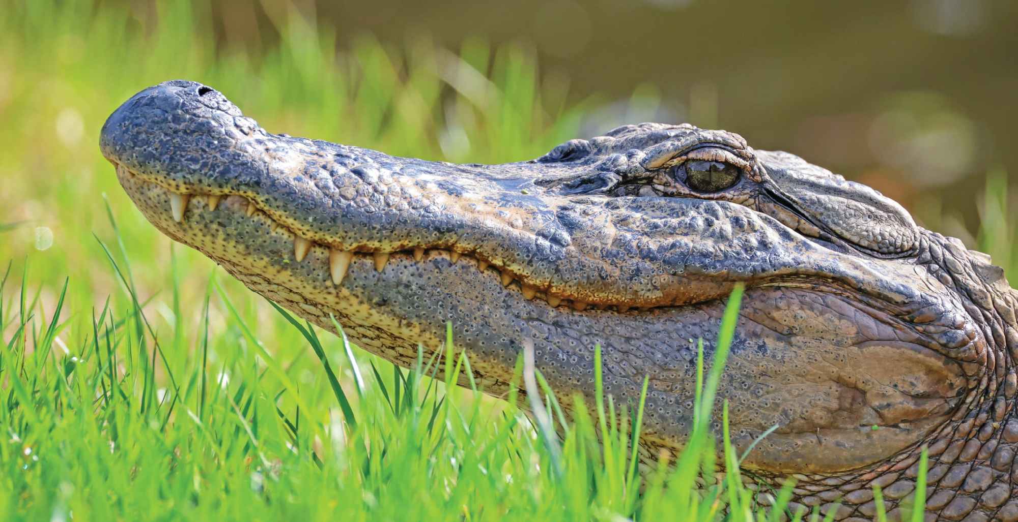 Florida Woman Fought Off 5-Foot Alligator To Save Her 4-Month-Old Puppy