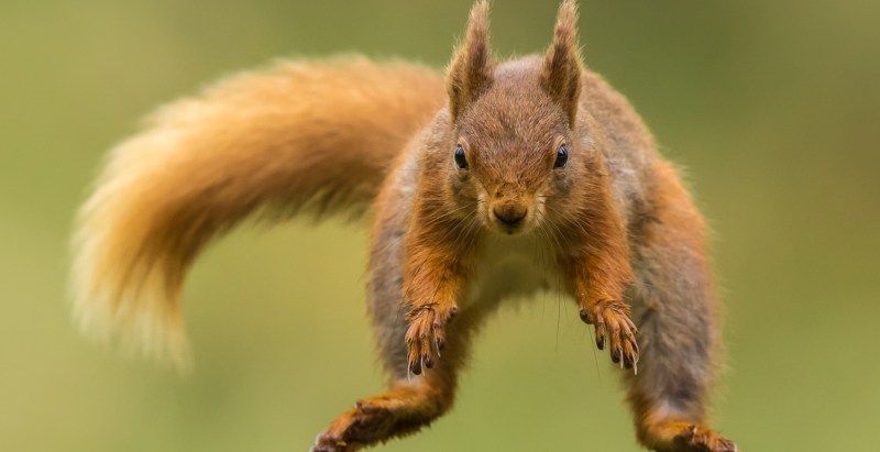 Killer Squirrel On The Loose In California Sending People To The ER