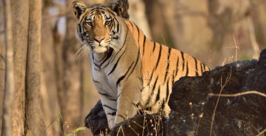 Animal Handler Linked To 'Tiger King' Star Joe Exotic Mauled To Death ...