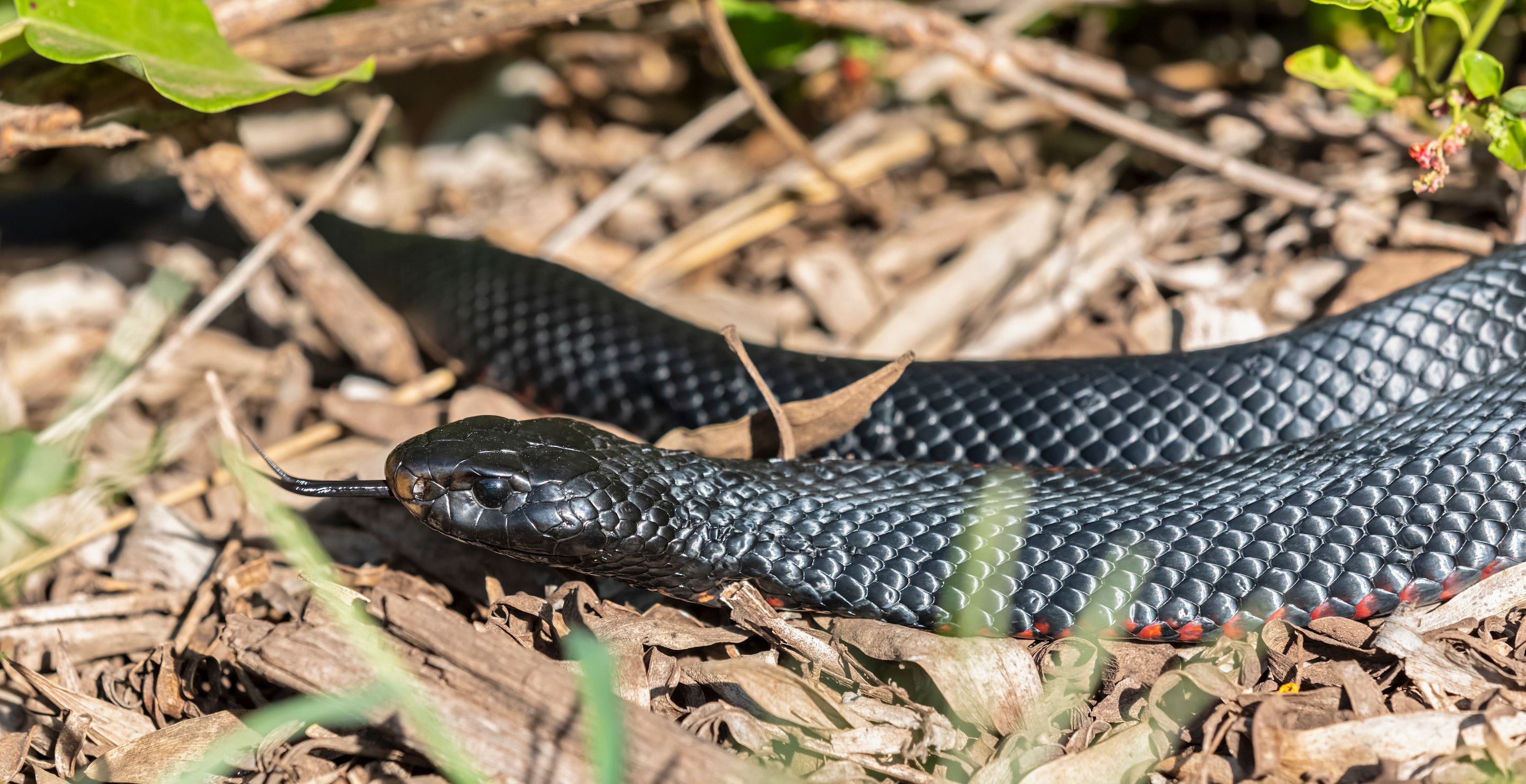 Family Find Venomous Snake Lurking In Their Pizza Box