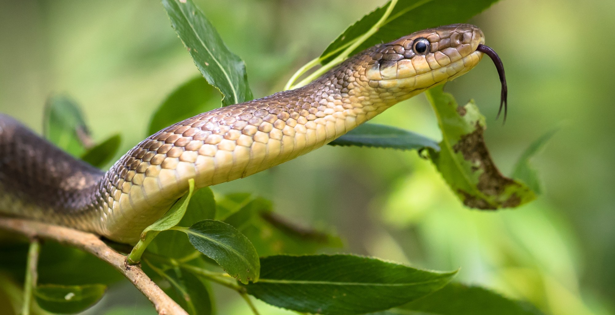 11-Year-Old Boy Dies From Snakebite After Father Sent Him To Bed To ...