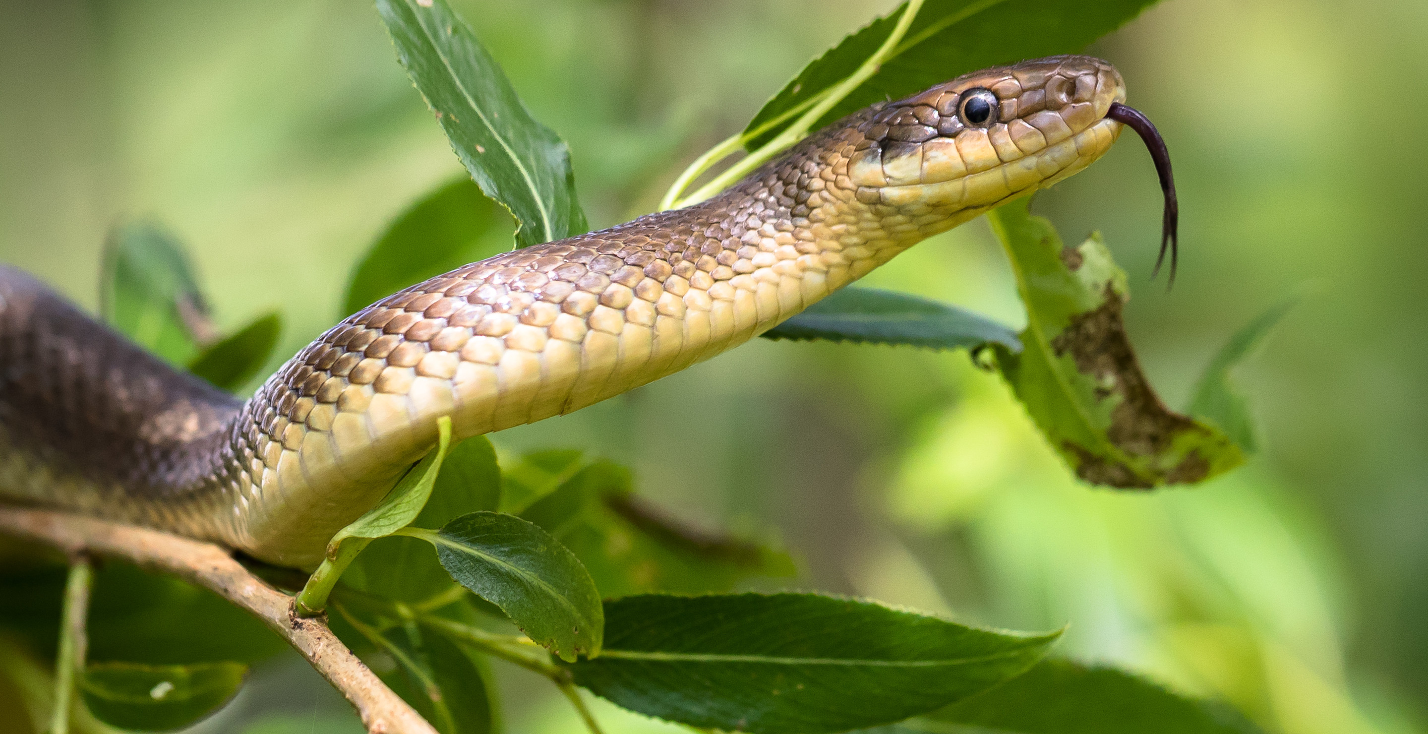 11-Year-Old Boy Dies From Snakebite After Father Sent Him To Bed To ...