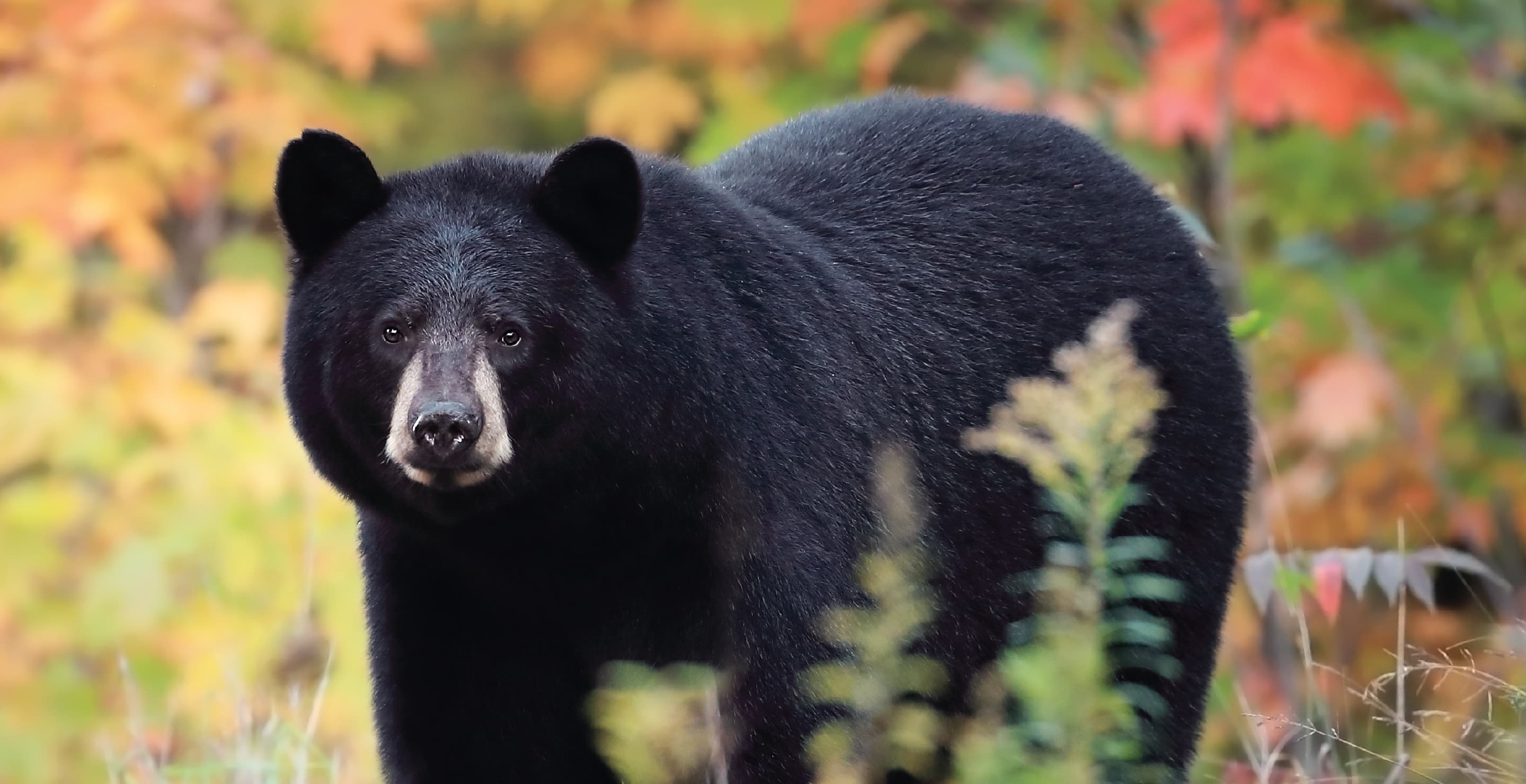 Arkansas Man Shared Photos Of Bear To Family Members. Apparently, The ...
