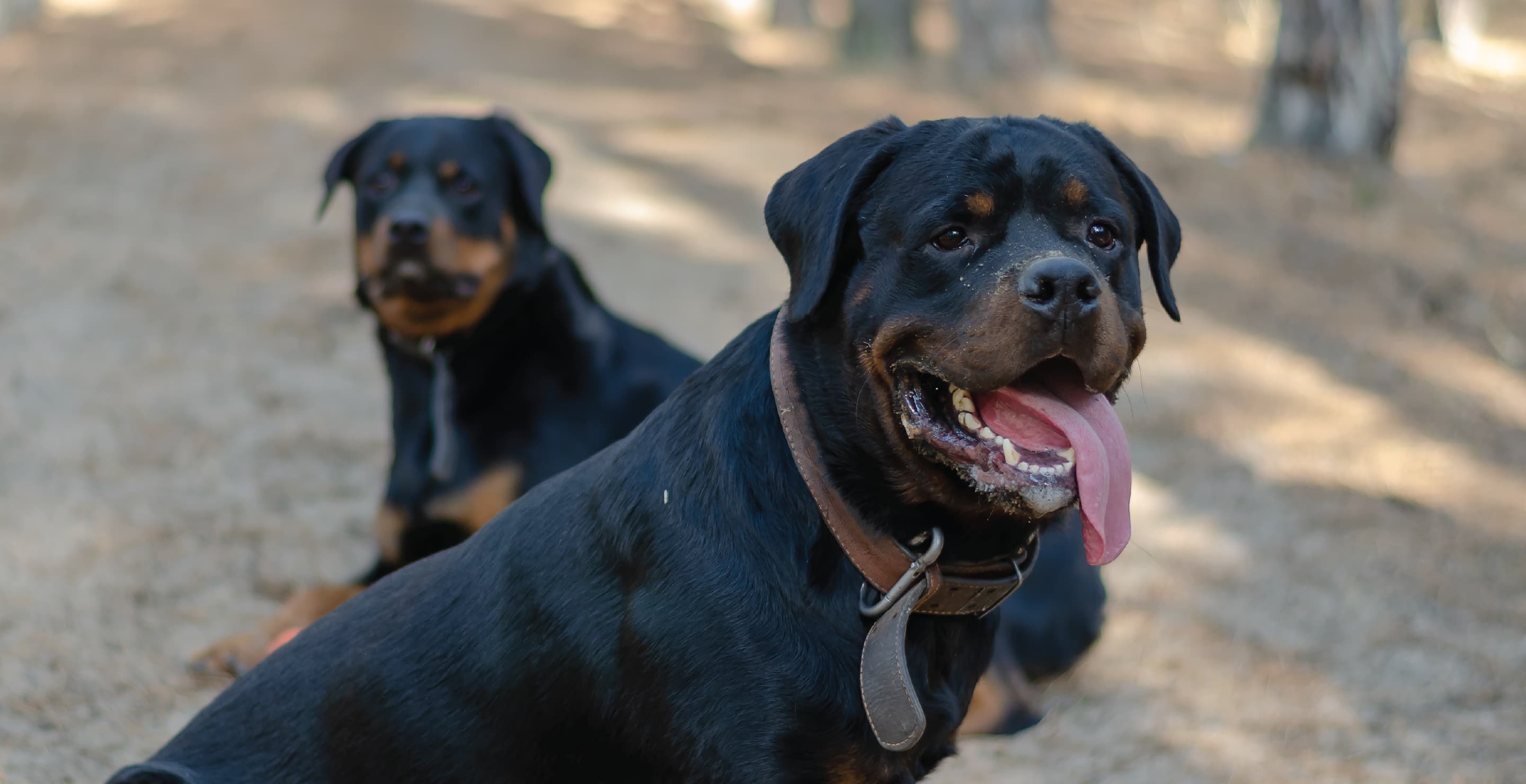 2-Year-Old Killed By Daycare Owner's Dogs In Georgia