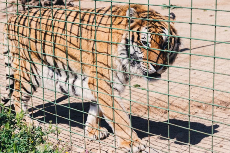 Joe Exotic Associate’s Cause of Death Confirmed After Reported Attack ...