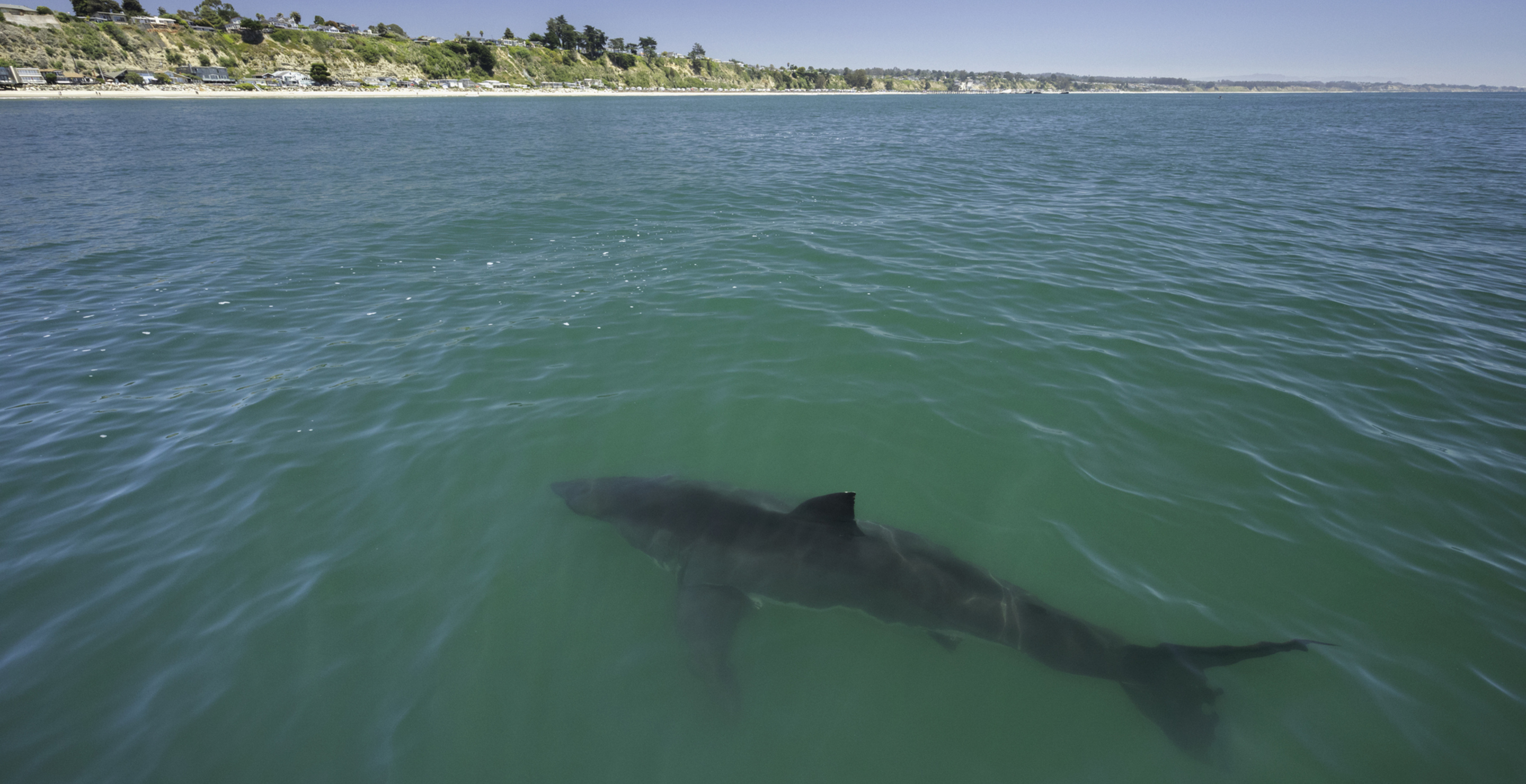 Australian Surfer Left Without A Leg In Horror Shark Attack, "It’s ...