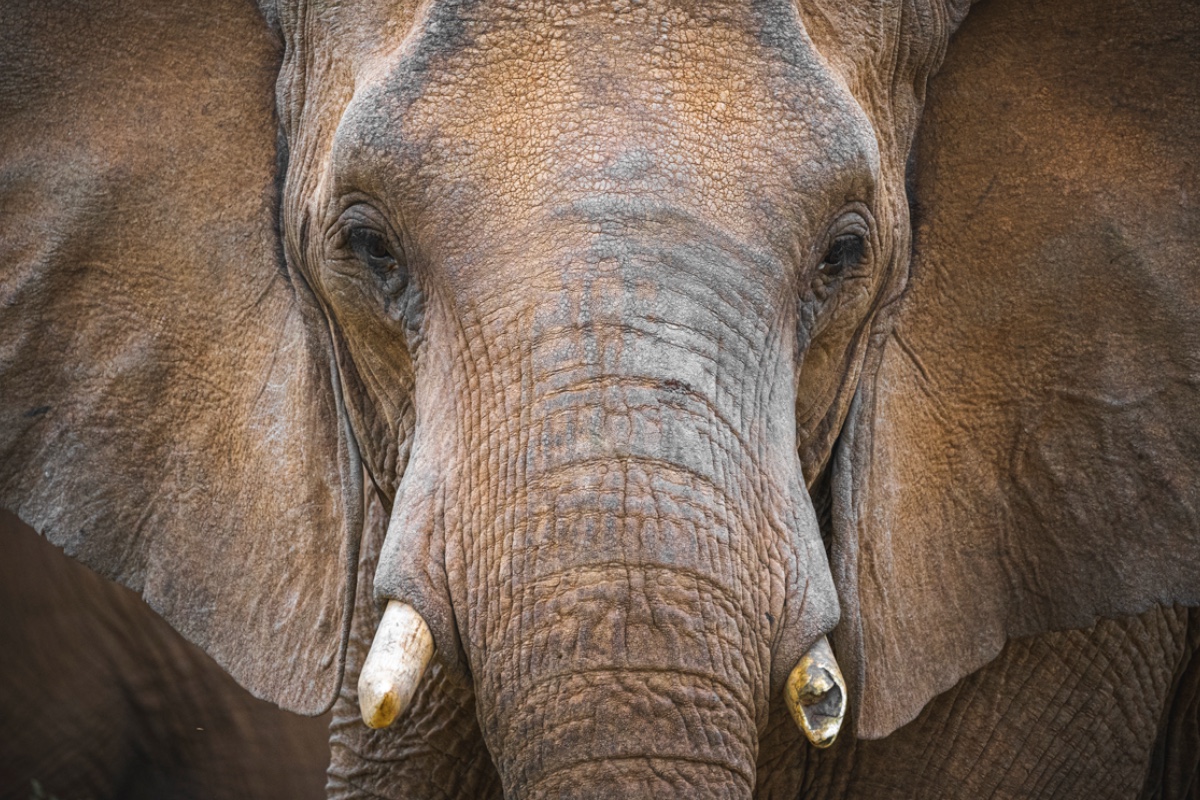 Millionaire and Big-Game Hunter Dies After Being Charged by Elephants ...